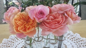 autumn roses, a metaphor - Beginner's Heart