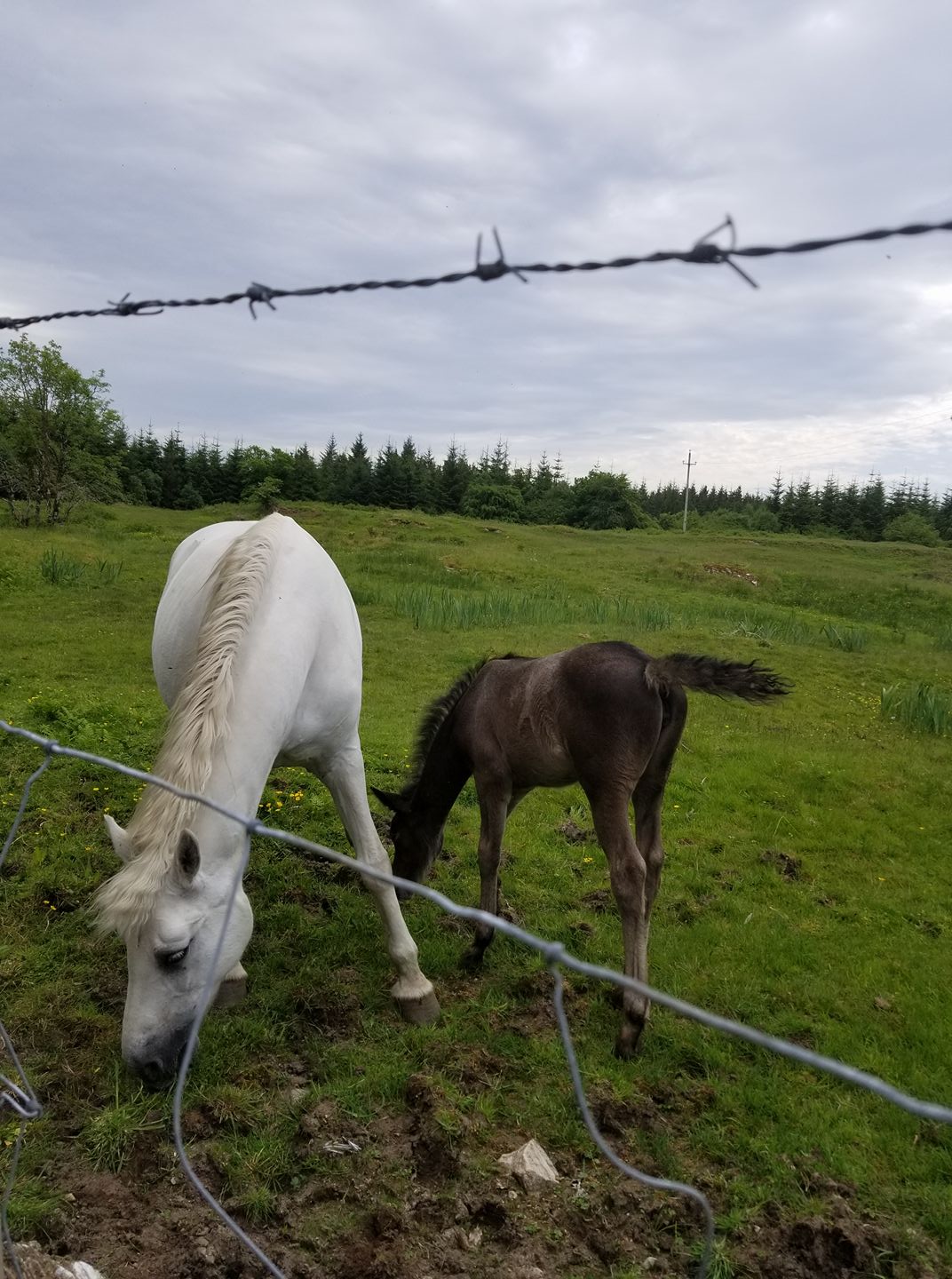 Fáilte abhaile-Welcome Home - The Bliss Blog