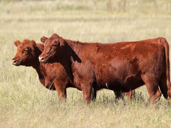 Are Five Red Heifers Sent to Israel a Sign of End Times? - Christ News ...