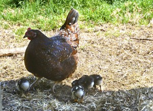 What Chickens Teach Us about God - Commonsense Christianity
